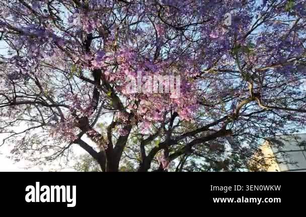 Jacaranda branches full of purple flowers gently swaying in the wind at ...