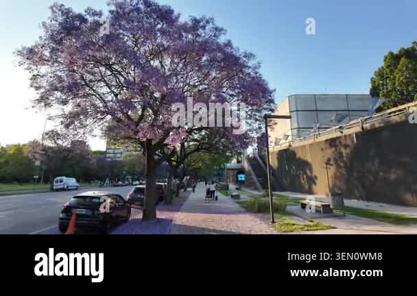Ground covered by purple petals fallen from a jacaranda tree at sunset ...