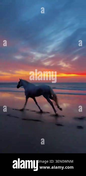 White horse galloping gracefully along a sandy beach shoreline during a ...