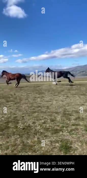 Black and brown horses galloping together through a grassy field with a ...