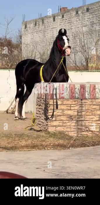 Black horse tied near traditional brick structure in outdoor ...