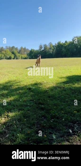 Beautiful buckskin horse running and walking in an open grassy field ...