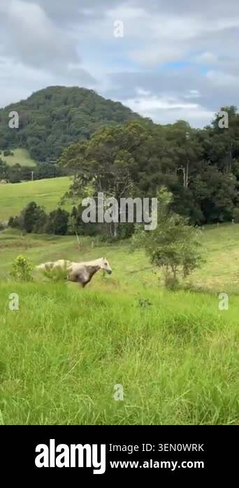 Graceful horse running towards the camera in a picturesque rural ...