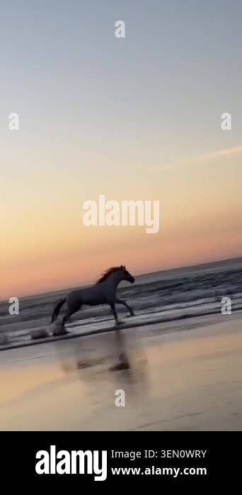 Powerful white stallion trotting on the beach coast at sunset. Slow ...
