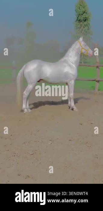 White stallion in a paddock. Elegant Marwari breed horse with a shiny ...