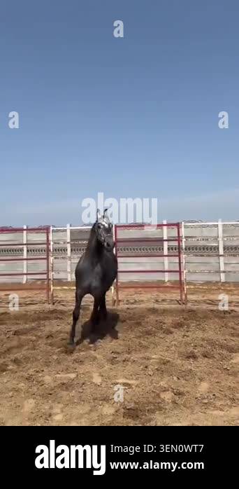 Dark dapple gray Marwari horse with distinct curved ears trotting and ...