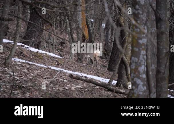 Slow motion: single young Roe deer walking and hiding in alpine forest ...