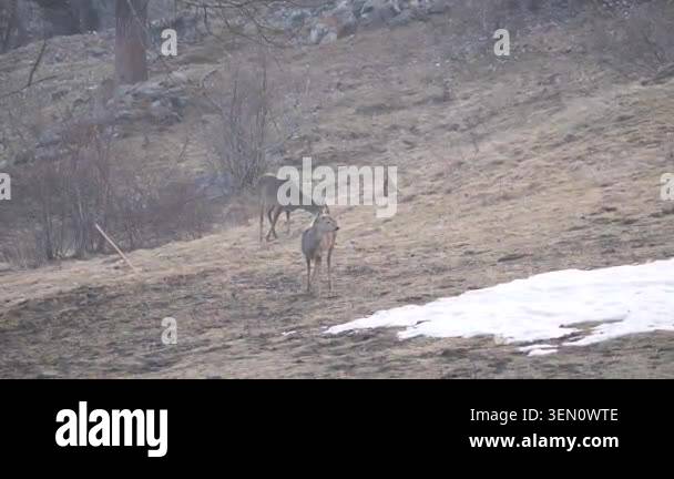 Group of female Roe deer standing alert and grazing the grass in alpine ...