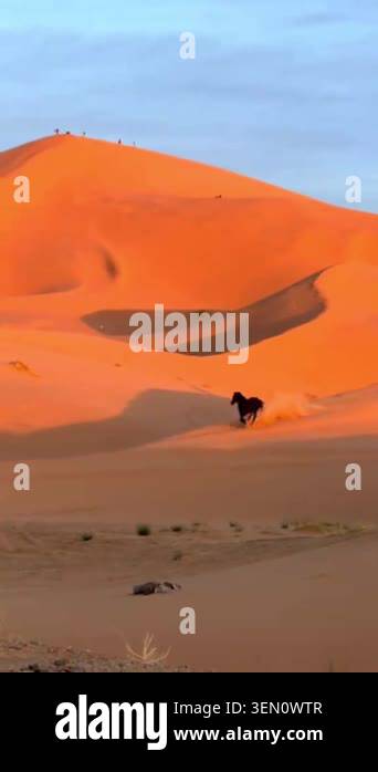 Dark brown horse running through the sandy desert hills under a clear ...