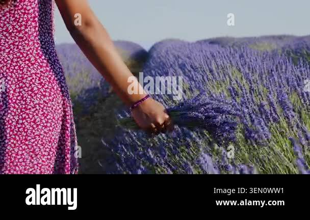 Femal hand gently touches lavender flowers in a blooming purple field ...