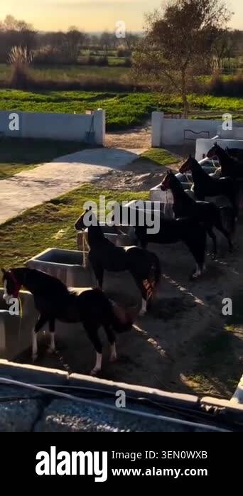 Group of black horses tied near feeding troughs in a scenic countryside ...