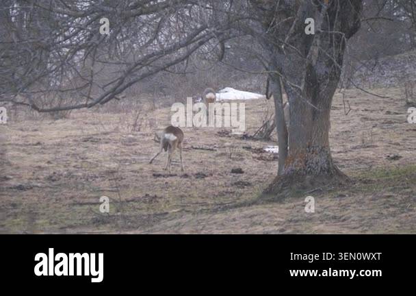 Slow motion: Group of male Roe deer standing alert and grazing the ...