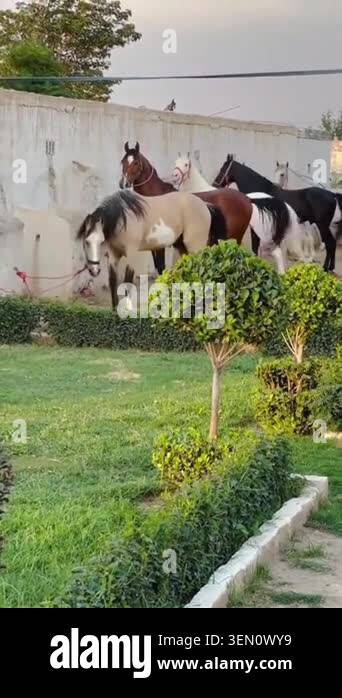 Lineup of multiple colored thoroughbred horses in a stable yard next to ...
