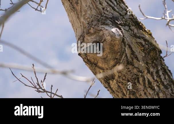 Eurasian nuthatch entering tree cavity nest, motion blur as bird flies ...