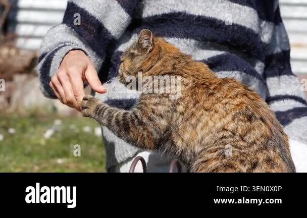 super slow motion: woman gently holding and cuddling tabby cat outdoors ...