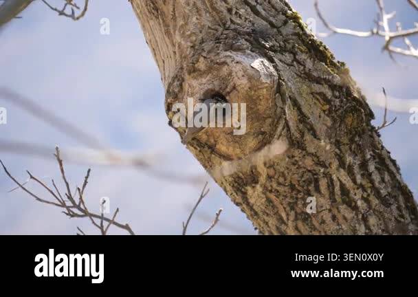 Eurasian nuthatch entering tree cavity nest, motion blur as bird flies ...
