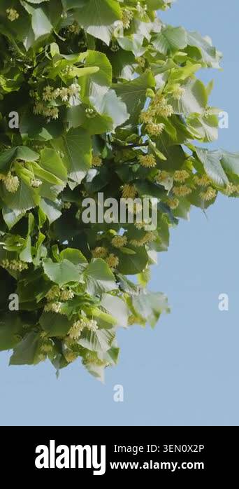 Close-up video of a blooming linden tree with delicate yellow flowers ...