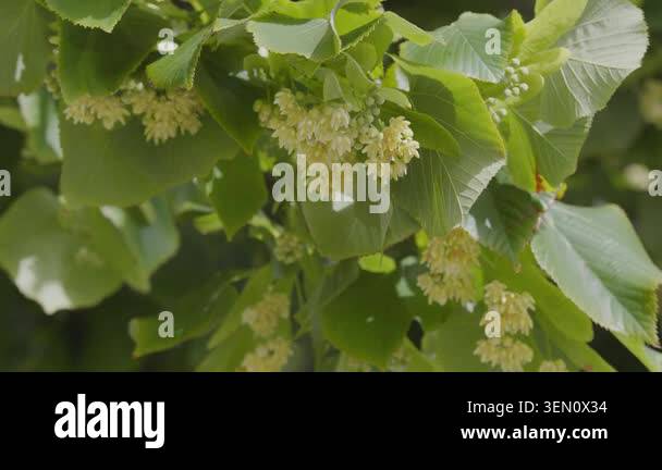 Close-up video of a blooming linden tree with delicate yellow flowers ...