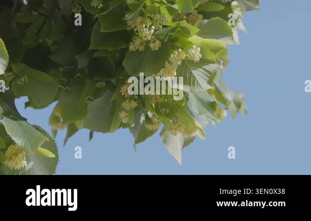Close-up video of a blooming linden tree with delicate yellow flowers ...