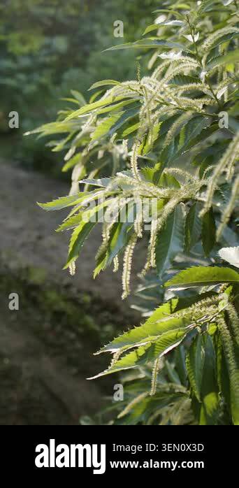 Flowering sweet chestnut tree branches with long catkins illuminated by ...