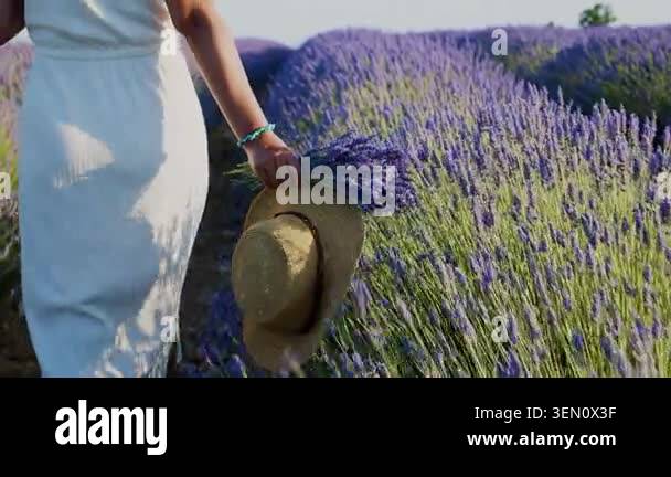 Woman in summer dress and straw hat walking through fragrant lavender ...