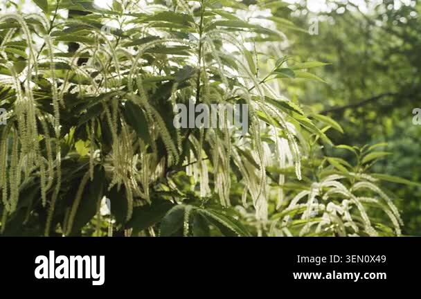 Flowering sweet chestnut tree branches with long catkins illuminated by ...