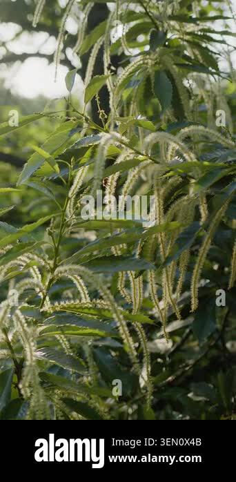 Flowering sweet chestnut tree branches with long catkins illuminated by ...