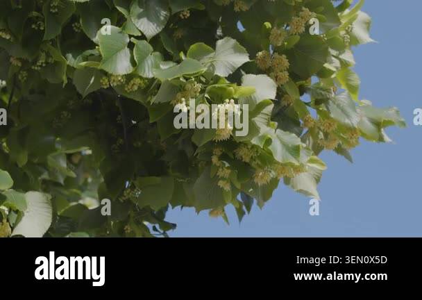 Close-up video of a blooming linden tree with delicate yellow flowers ...