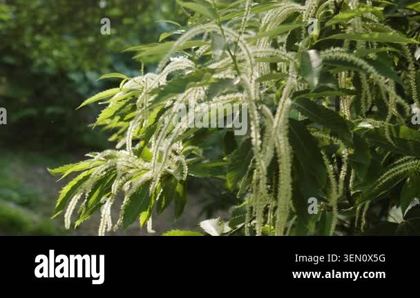 Flowering sweet chestnut tree branches with long catkins illuminated by ...