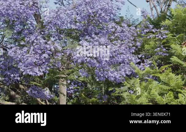 A close-up video of blooming purple jacaranda blossoms, a famous symbol ...