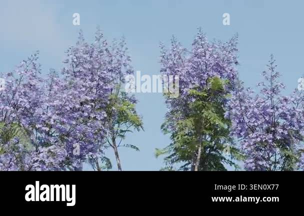 A close-up video of blooming purple jacaranda blossoms, a famous symbol ...
