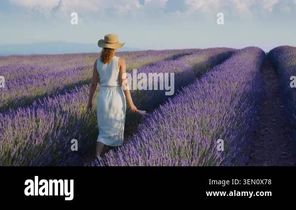 Woman in summer dress and straw hat walking through fragrant lavender ...
