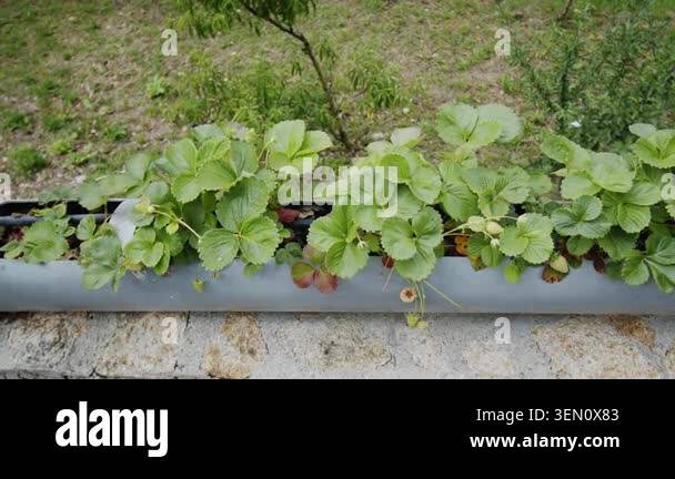 A slow motion camera movement along a specialized hydroponic pipe ...