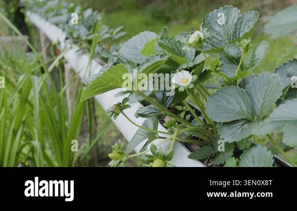 A slow motion camera movement along a specialized hydroponic pipe ...