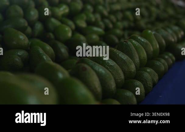 Rows of green avocado arranged in neat pattern, closeup of glossy ...