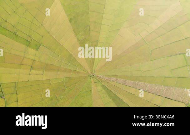 Aerial top view of the famous spider web rice paddies near Ruteng on ...