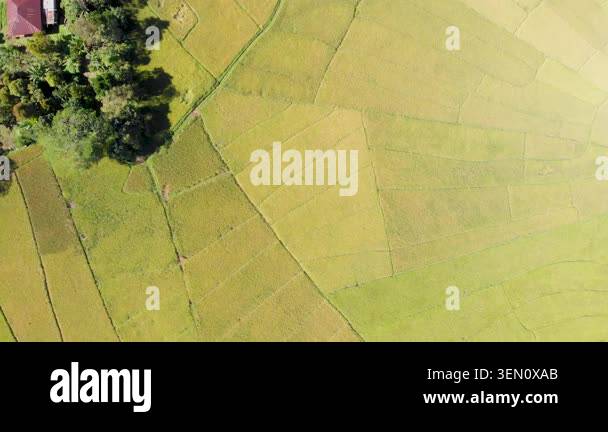 Aerial top view of the famous spider web rice paddies near Ruteng on ...