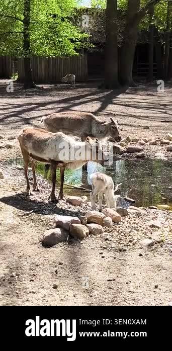 A family of reindeer, adults and a fluffy calf, stands at the edge of ...
