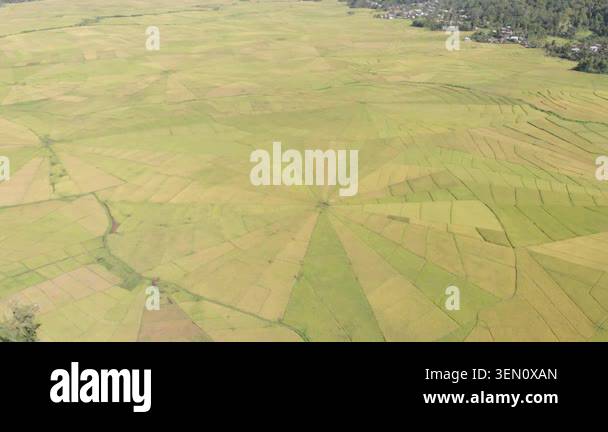 Aerial top view of the famous spider web rice paddies near Ruteng on ...