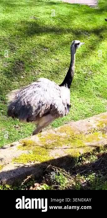 A large grey rhea, a flightless bird resembling an ostrich, walks along ...