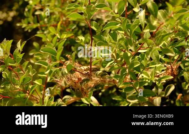 spider mite on plants. selective focus. nature Stock Video Footage - Alamy