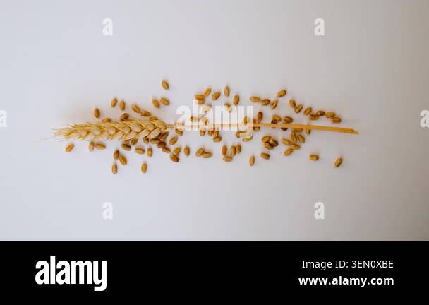 Wheat isolate on a white background. Selective focus. Nature Stock ...