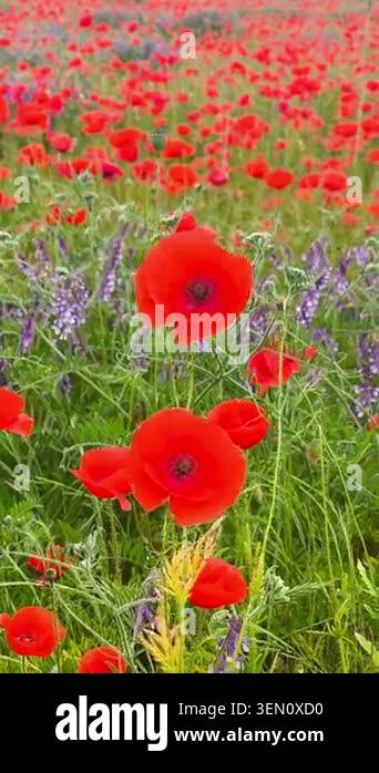 A close-up of blooming wild poppies with scarlet petals, swaying in the ...