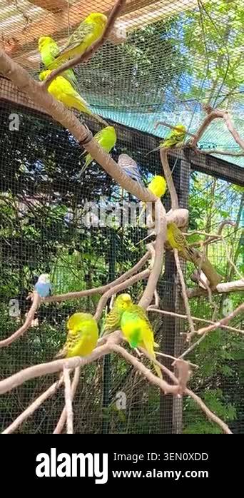 Multi-colored budgerigars predominantly yellow-green and blue are ...