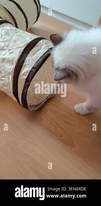 A fluffy purebred Birman cat curiously peers into a play tunnel and ...