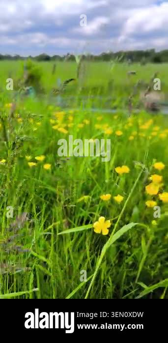 A close-up of wild yellow flowers and lush green grass in a meadow ...