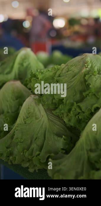 Crisp lettuce heads on market table, layered green leaves and cool ...