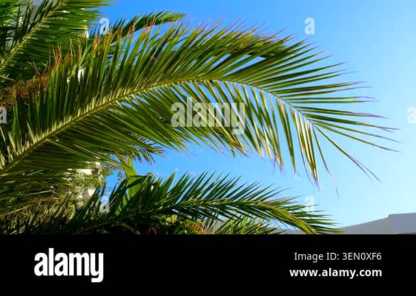 Beautiful palm leaves background. Selective focus. nature Stock Video ...