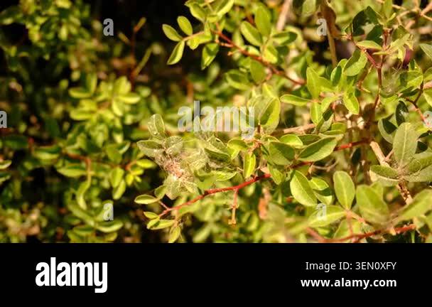 spider mite on plants. selective focus. nature Stock Video Footage - Alamy