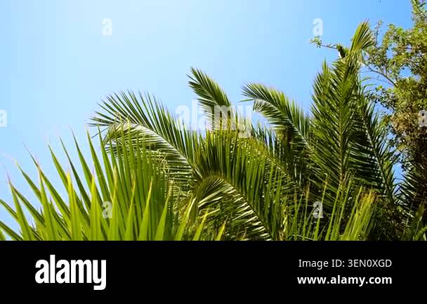 Beautiful palm leaves background. Selective focus. nature Stock Video ...